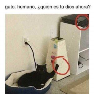 El gato es tu nuevo Dios - QueComico.com